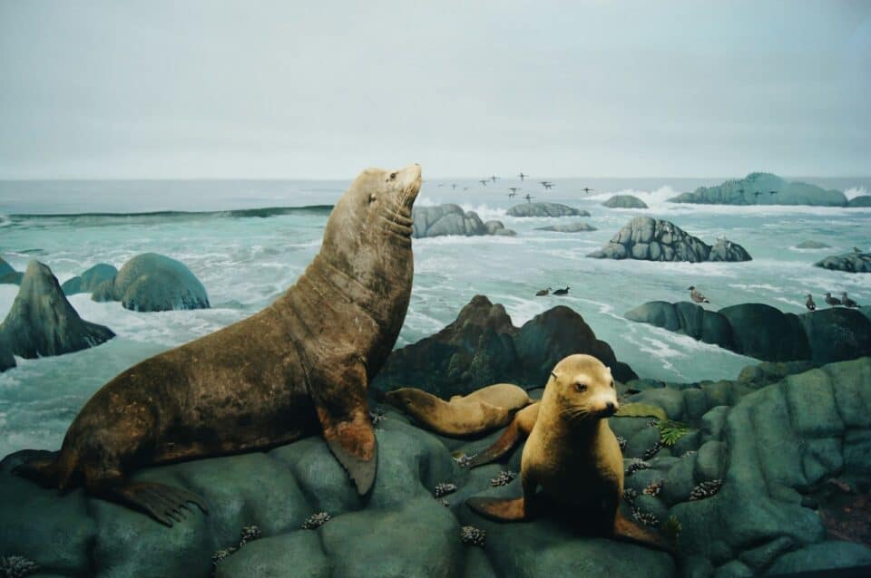 Why Seals Clap Underwater—It’s Not Just for Fun