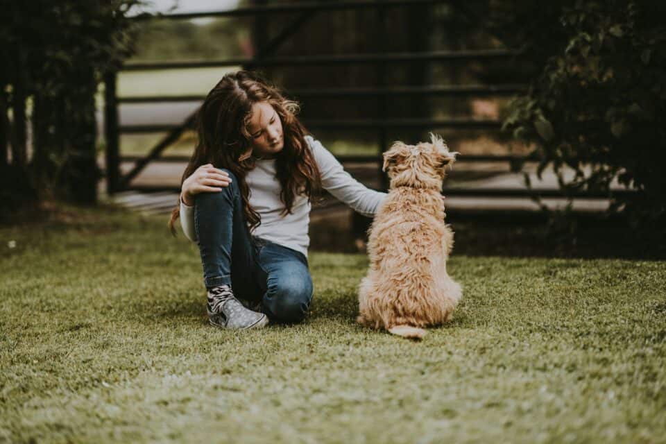 Do Dogs Really Understand Human Emotions? - Animals Around The Globe