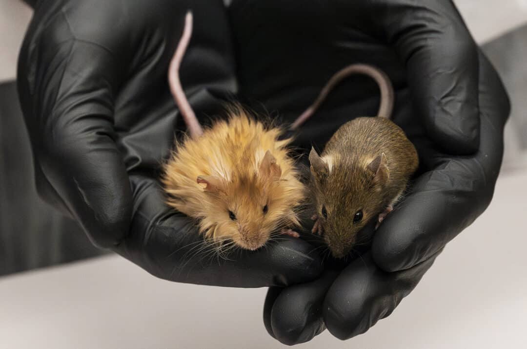 Scientists Successfully Grow Mammoth-Like Fur on a Mouse—Marking a ...