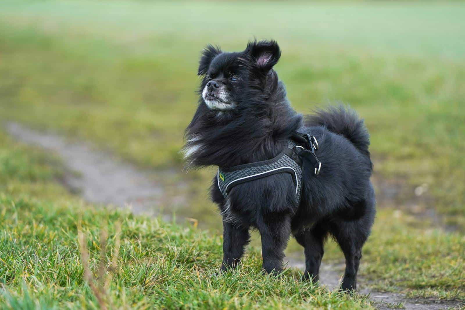 10 Most Expensive Pets Only the Rich Can Afford - Animals Around The Globe