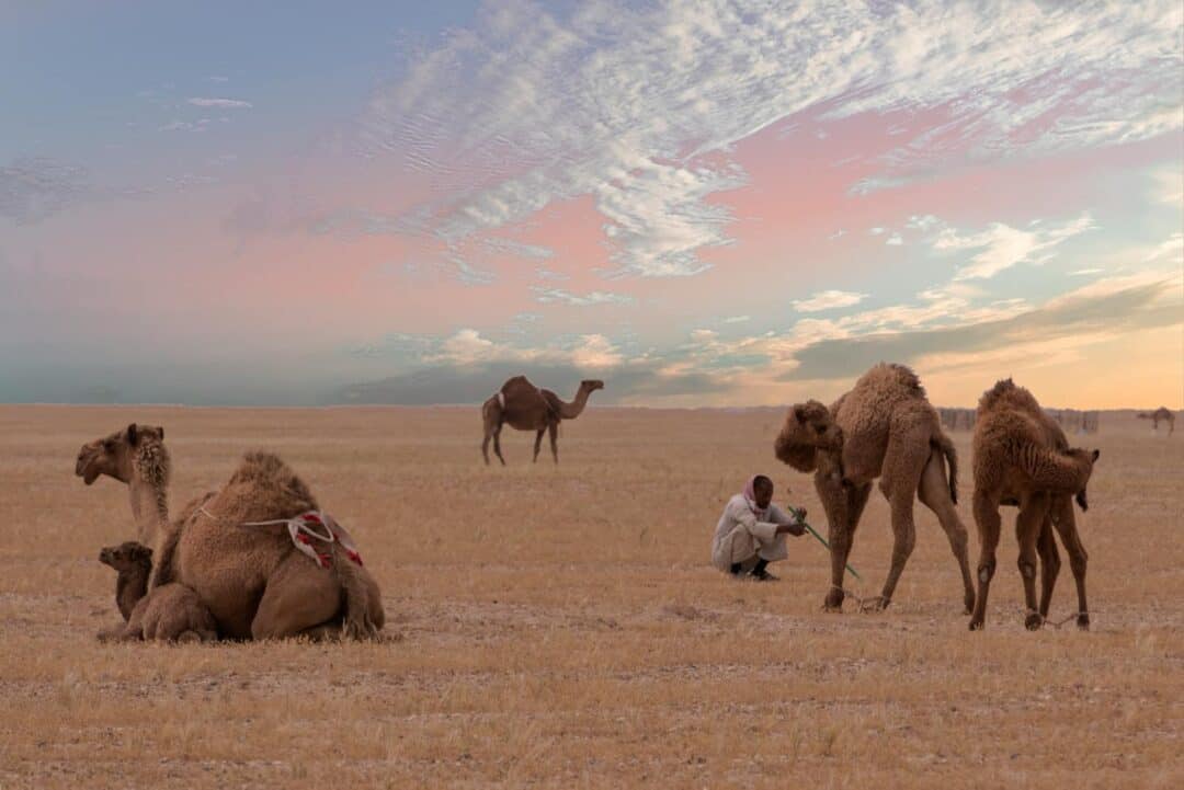 The Secret to How Camels Survive 100°F Heat Without Sweating