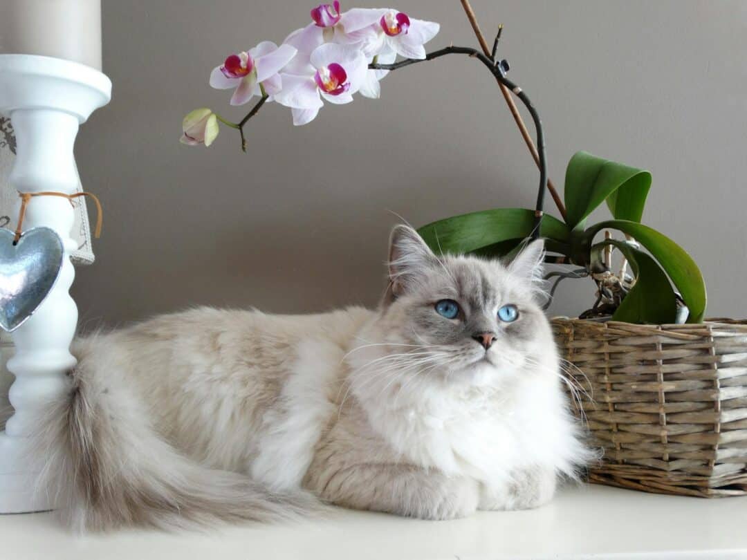 9 Cat Breeds With the Most Stunning Fur Patterns - Animals Around The Globe
