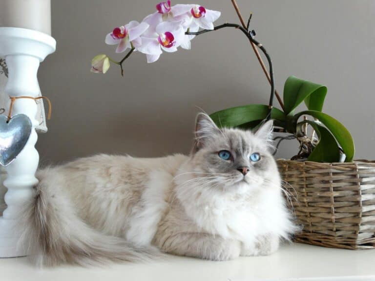 9 Cat Breeds With the Most Stunning Fur Patterns - Animals Around The Globe