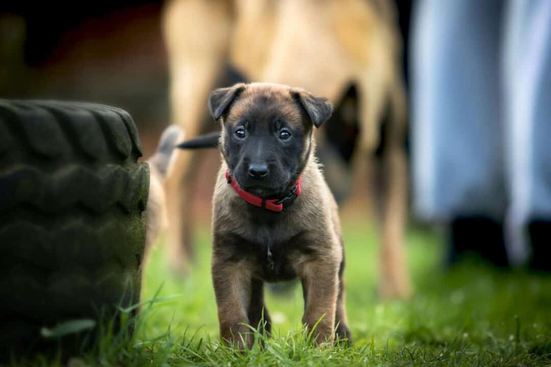 Meet 7 Military Dogs That Became National Heroes in the U.S. - Animals ...