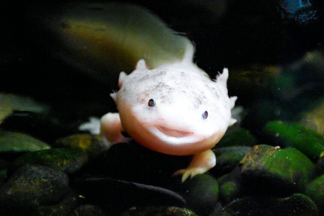 12 Animal Facts That Will Blow Your Kids Mind - Animals Around The Globe