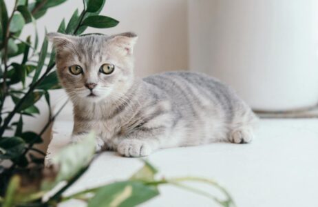9 Cat Breeds With the Most Stunning Fur Patterns - Animals Around The Globe