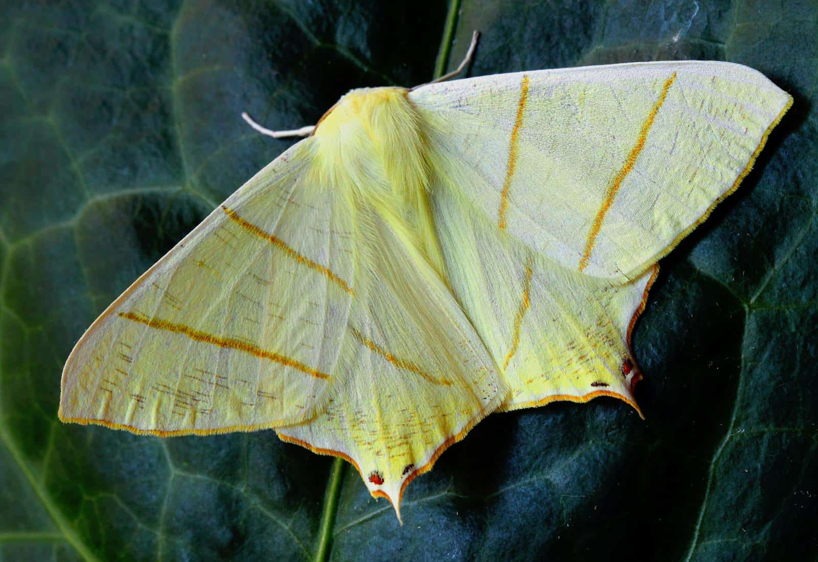 Some Insects Use Pheromones Like Secret Messages, and They’re ...