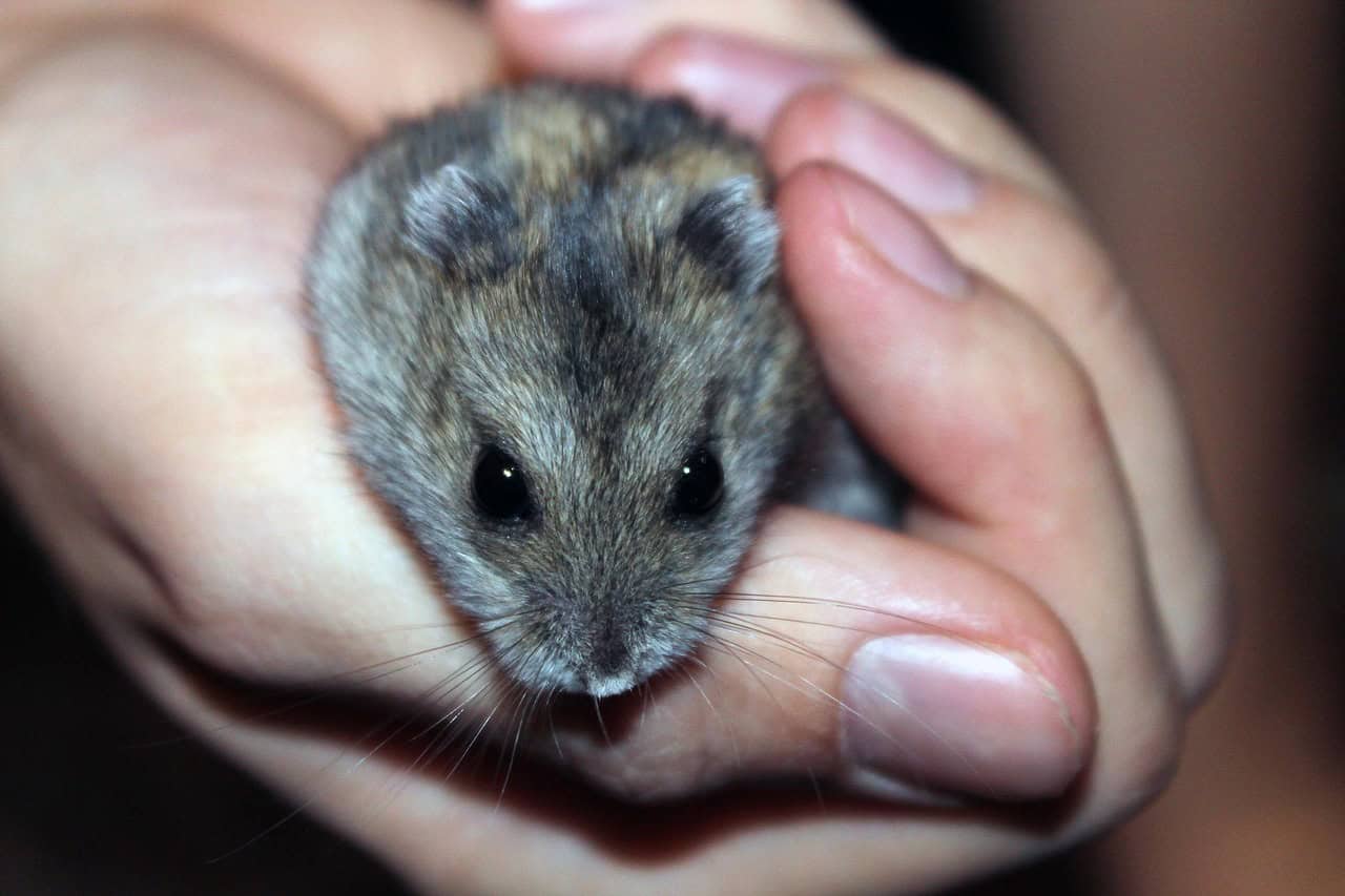 How to Know If Your Hamster Is Stressed - Animals Around The Globe