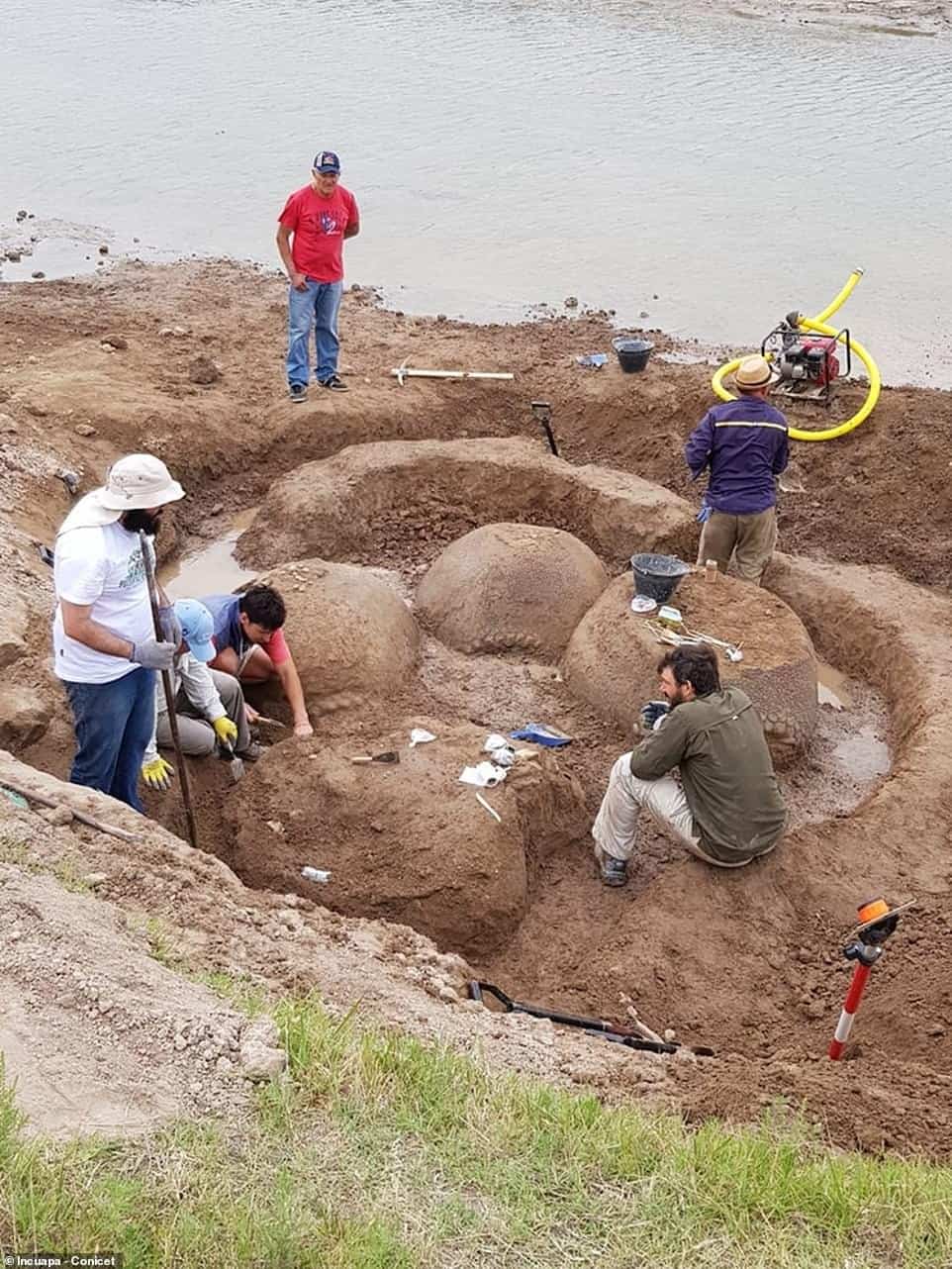 Scientists Stunned by the Largest 20,000-Year-Old Armadillo Fossils ...
