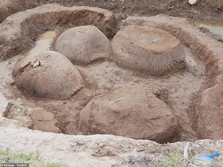 Scientists Stunned by the Largest 20,000-Year-Old Armadillo Fossils ...