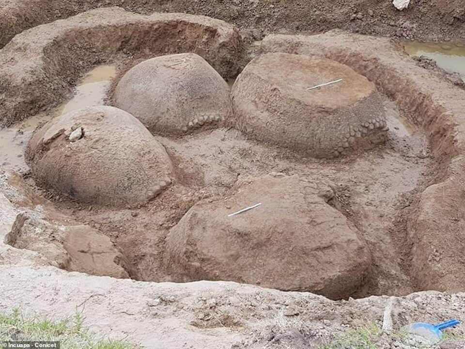 Scientists Stunned by the Largest 20,000-Year-Old Armadillo Fossils ...