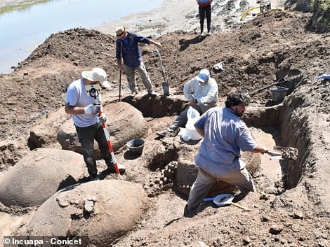 Scientists Stunned by the Largest 20,000-Year-Old Armadillo Fossils ...
