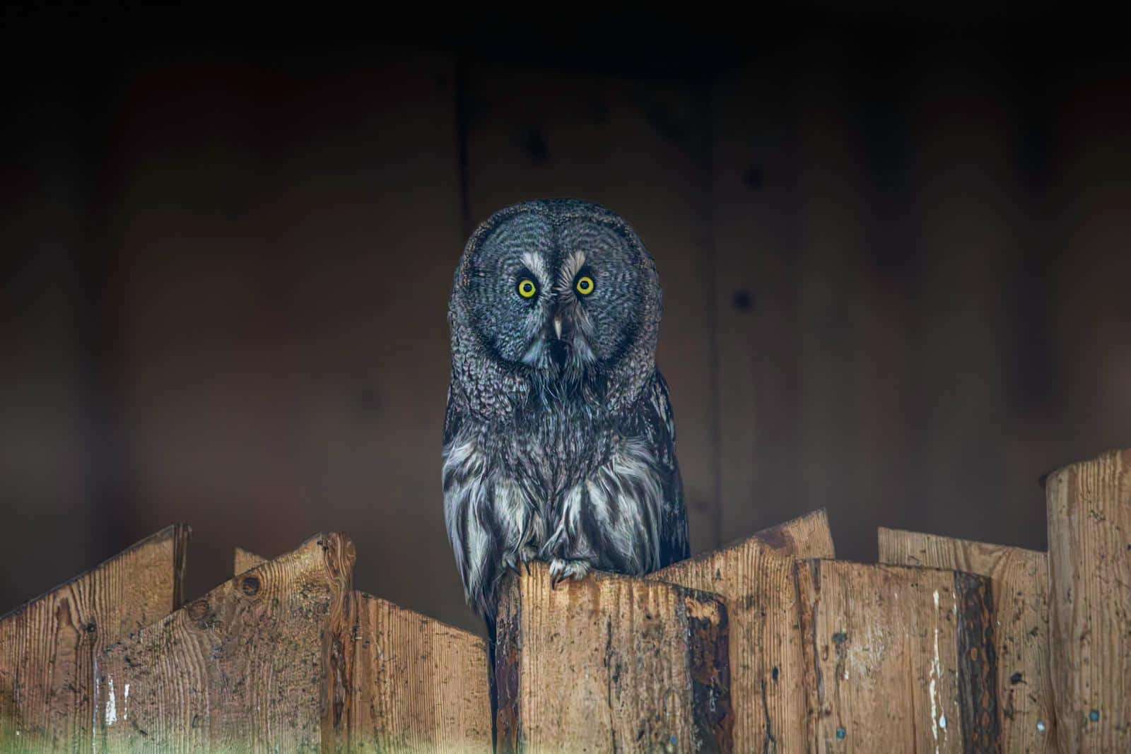 Can Owls Really Turn Their Heads All the Way Around? What Science Says