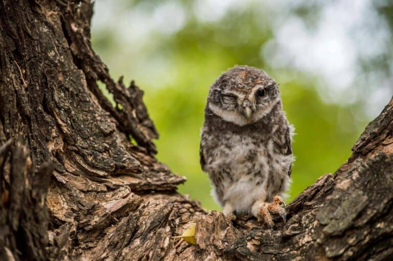 13 Baby Animals You Will Only See in Spring - Animals Around The Globe