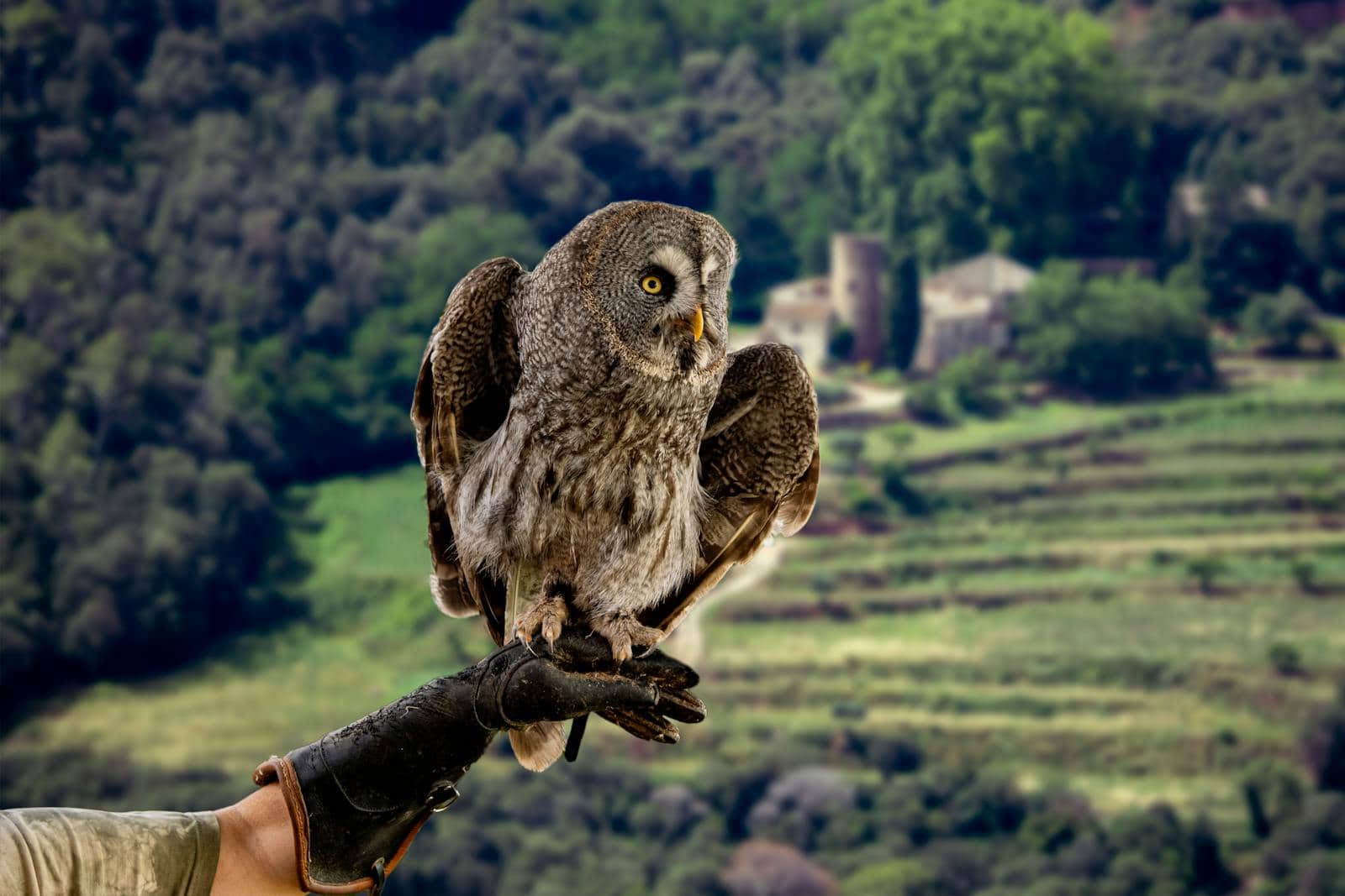 These Owls Hunt Without Making a Sound—Here’s How - Animals Around The ...