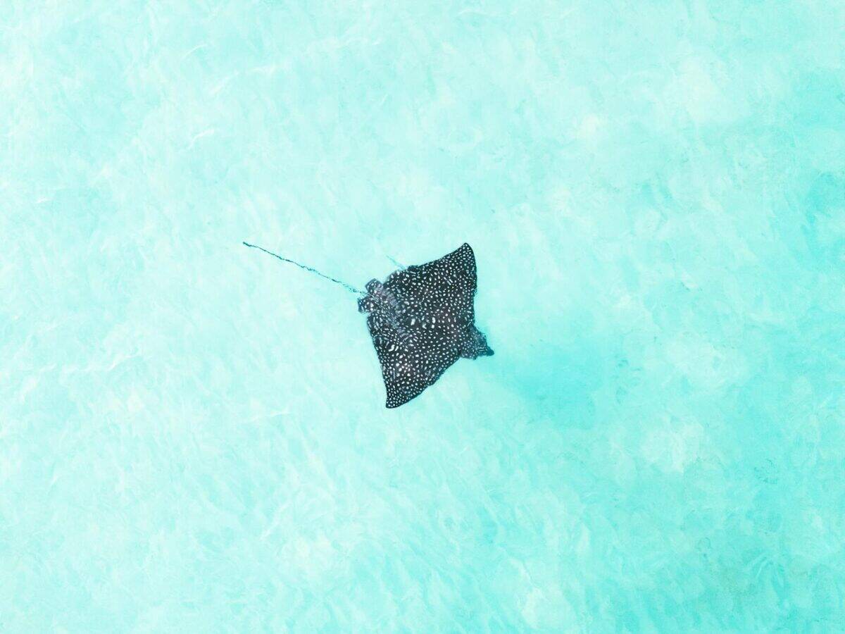 The Biggest Stingray Ever Caught in American Rivers