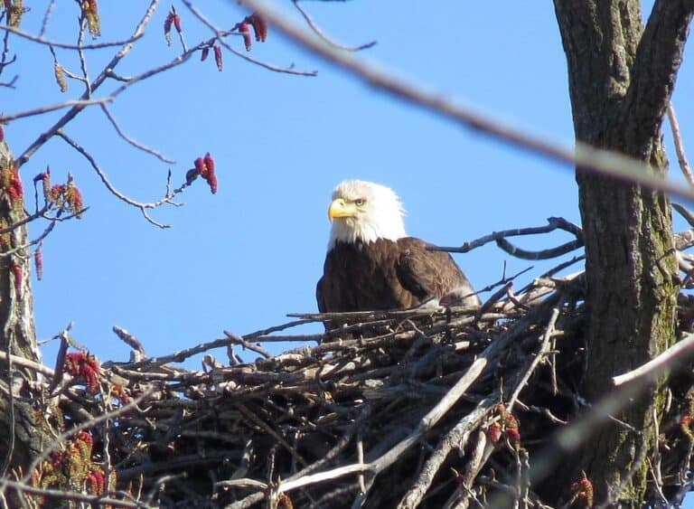 Can Bald Eagles Build Nests That Weigh Over a Ton?