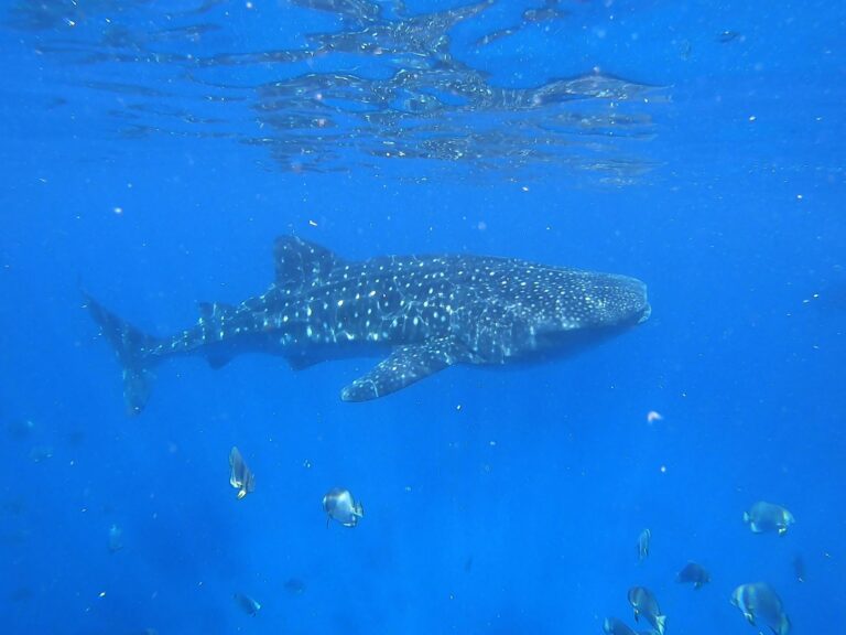 The U.S. River Where Sharks Are Spawning in Freshwater