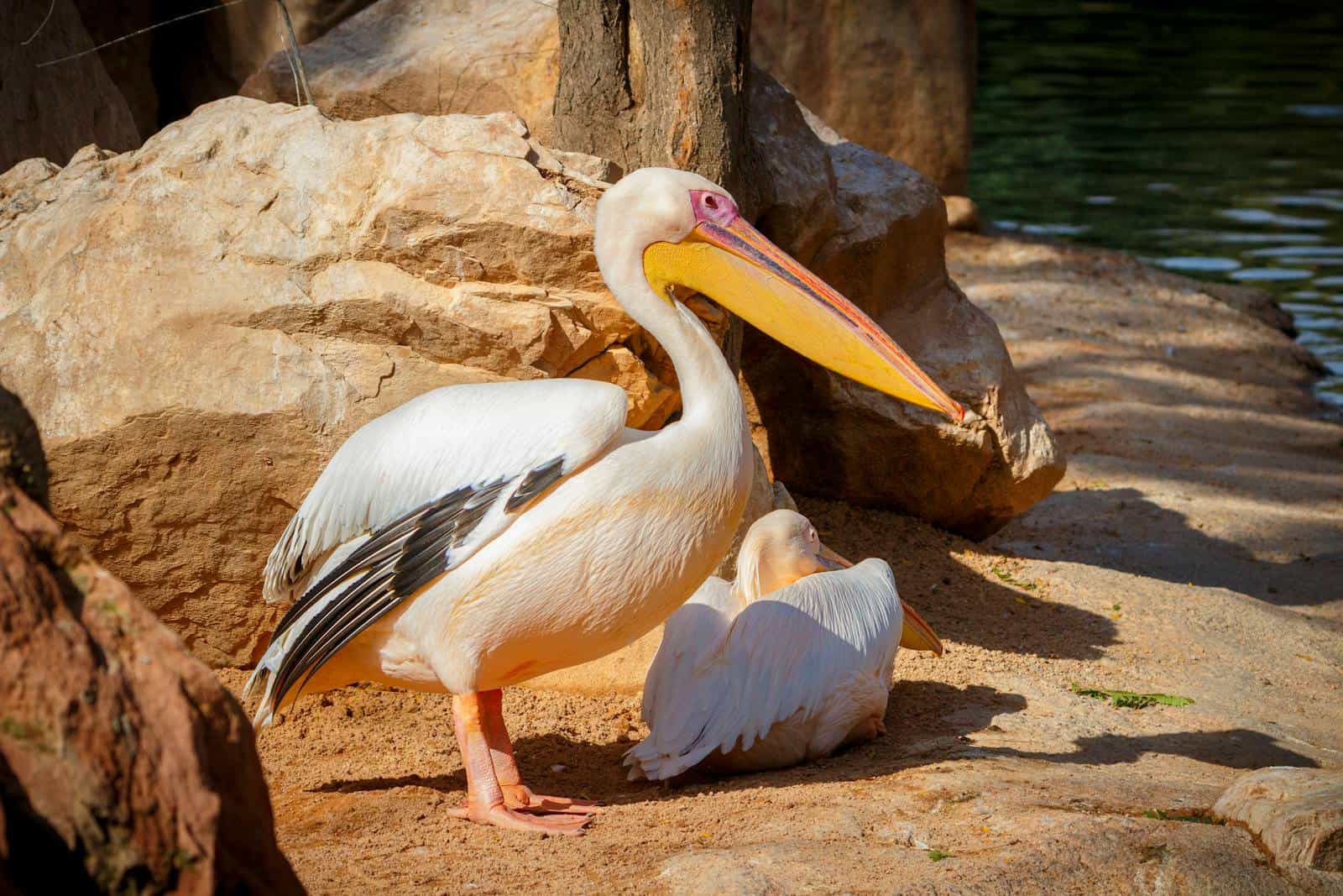 The Largest Pelican Flock Ever Spotted Over the U.S.