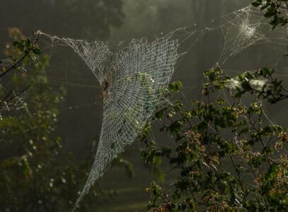 A Newly Discovered Spider Species Can Create the Strongest Web Ever ...
