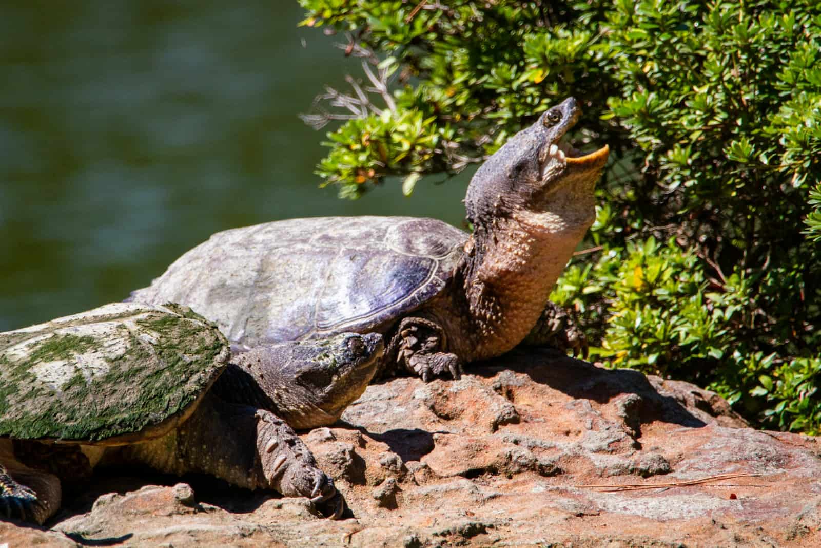 13 Animals That Call the Great Lakes Home - Animals Around The Globe