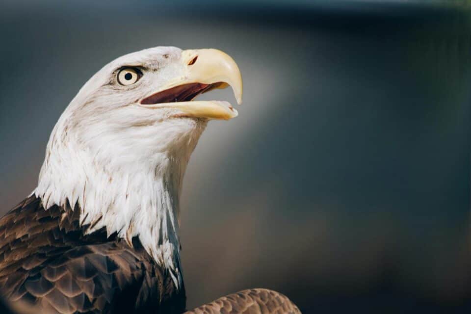 The Most Powerful Bald Eagle Ever Seen in the Wild