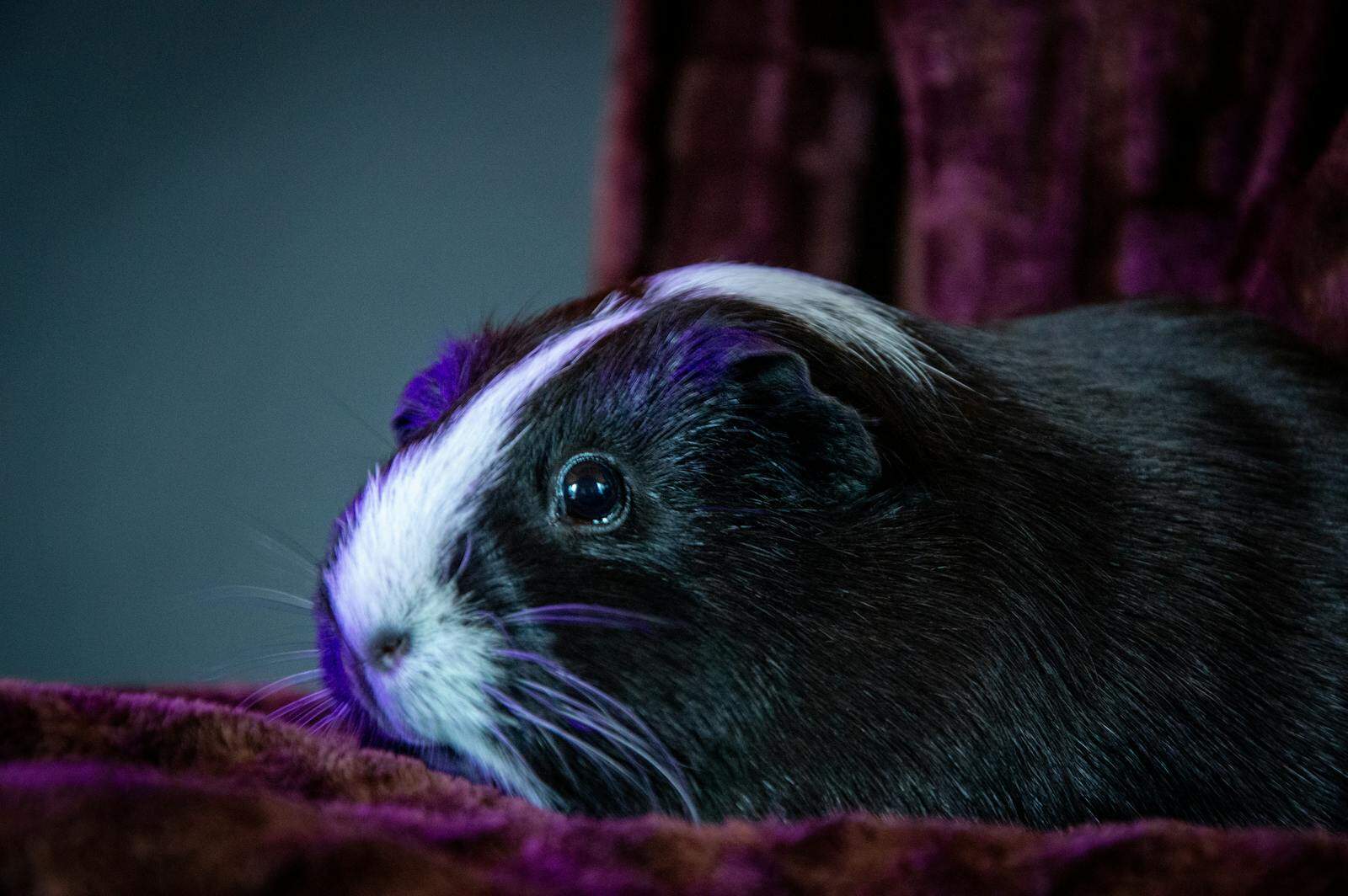 What a Hamster’s Squeaks Really Mean