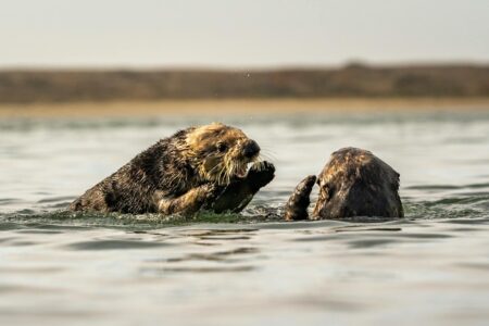 Otters Use Tools—Here’s How They Pass Them to Each Other