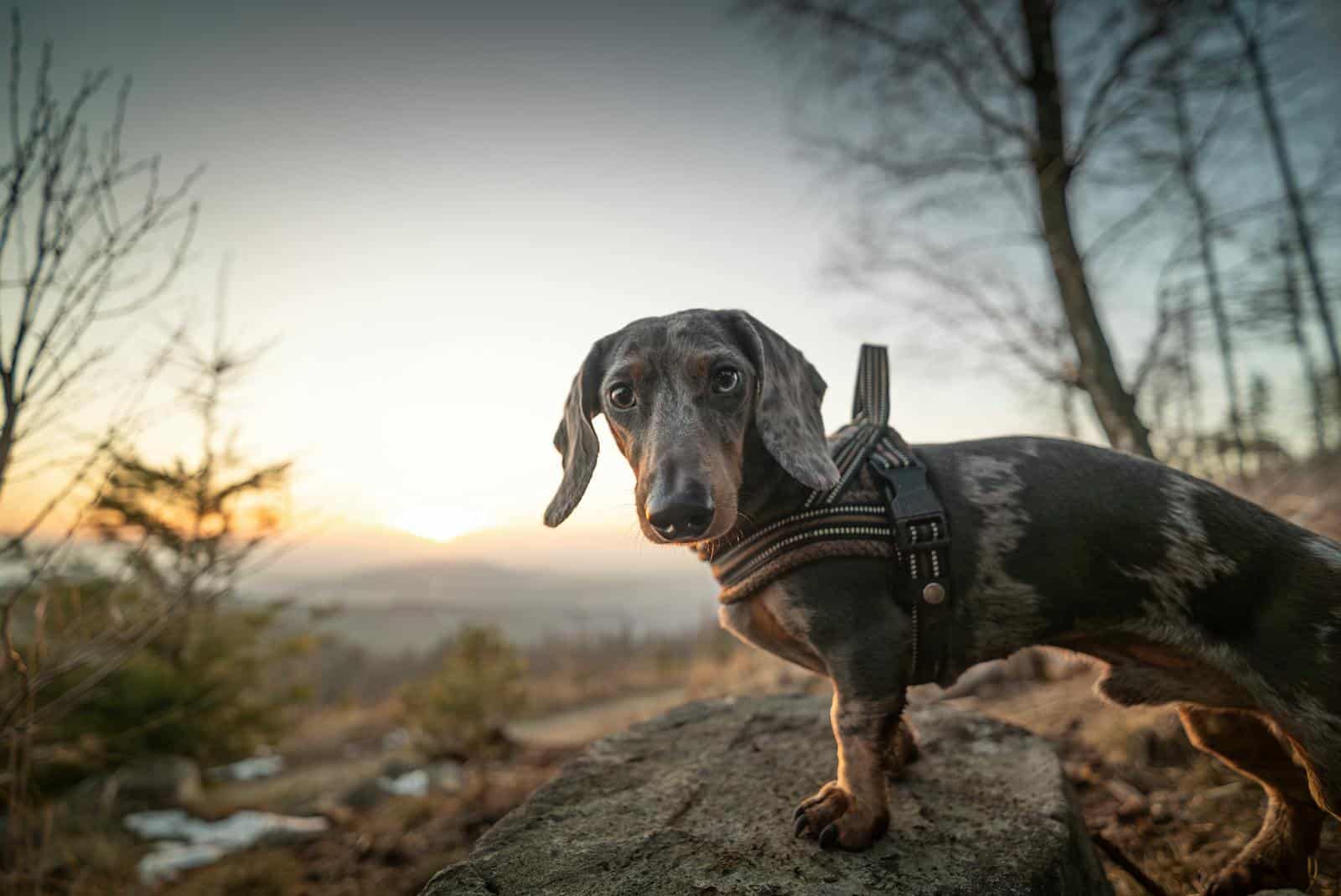 10 Times Dogs Saved Their Owners’ Lives - Animals Around The Globe