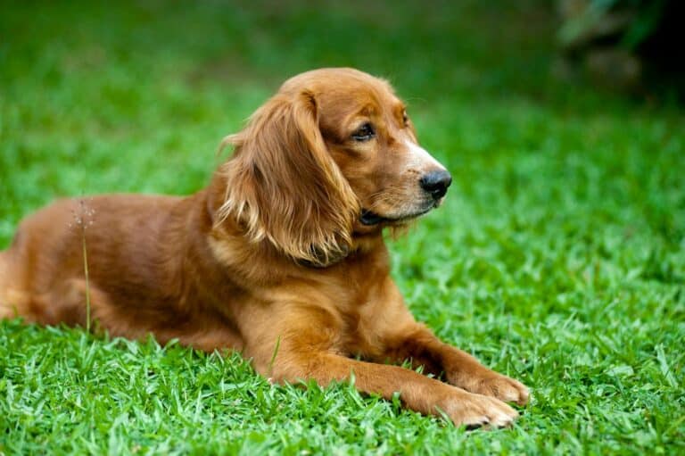 16 Cutest Dog Breeds That Stay Small Forever - Animals Around The Globe