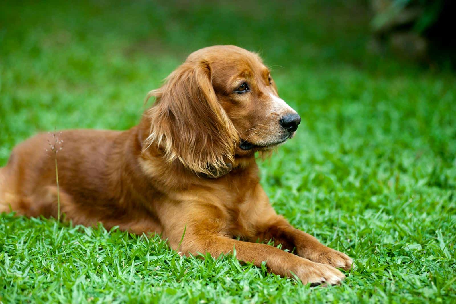 12 Dog Breeds That Act Like Goofballs All Day - Animals Around The Globe