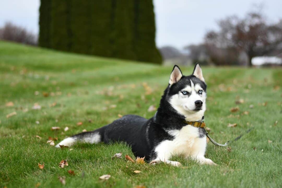 Togo vs. Balto: Who Was the Real Hero of the 1925 Serum Run? - Animals ...