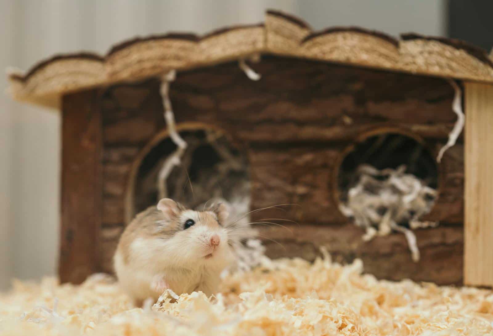 What a Hamster’s Squeaks Really Mean