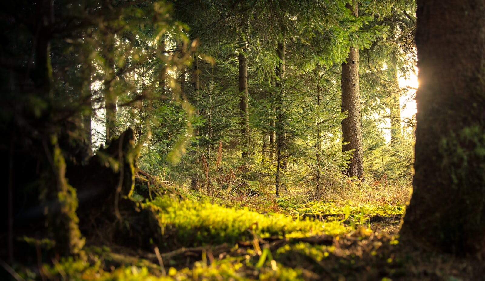 What Scientists Just Uncovered in America’s Deepest Forest