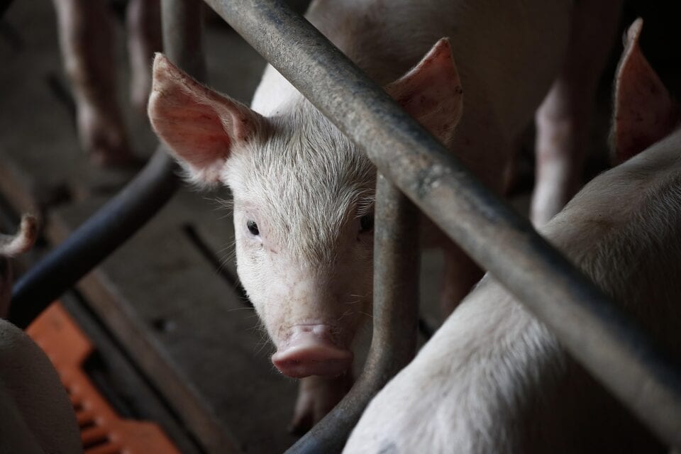 Why Pigs Are Smarter Than You Think—Backed by Research
