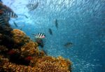 Do Fish Feel Pain? Science Finally Has an Answer - Animals Around The Globe