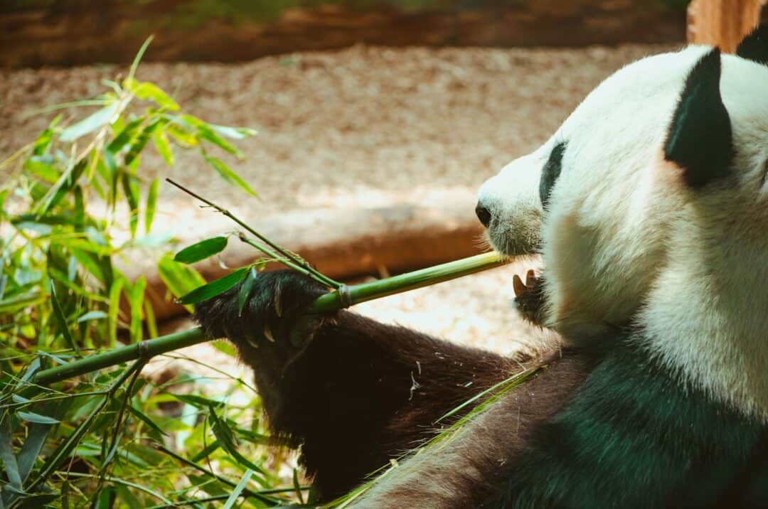 Protecting Endangered Species: Global Efforts Yield Significant Results ...