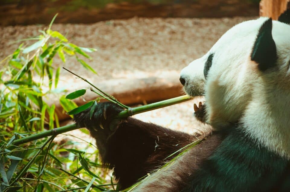Protecting Endangered Species: Global Efforts Yield Significant Results ...