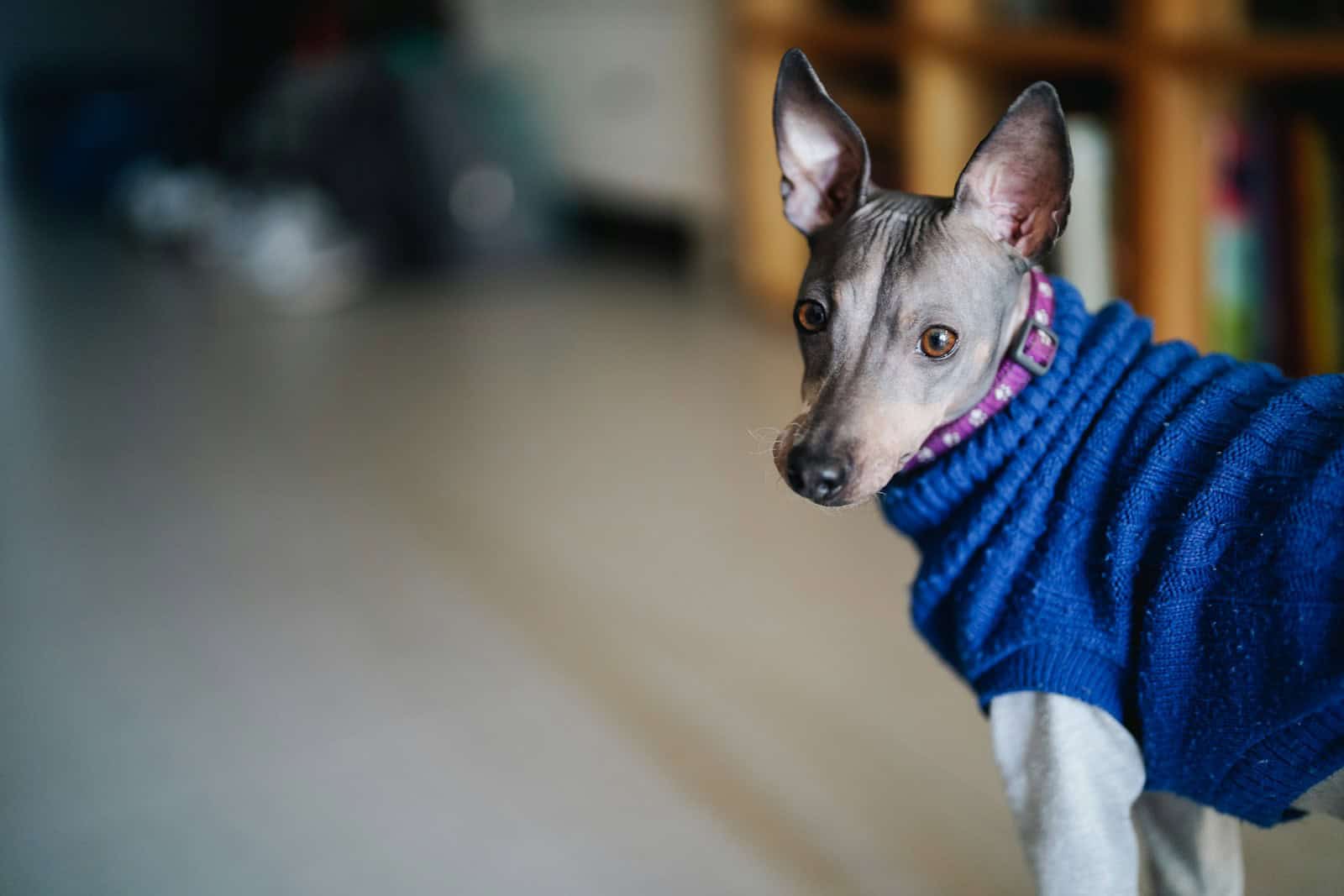 10 Rare Dog Breeds That Will Make You Look Twice - Animals Around The Globe