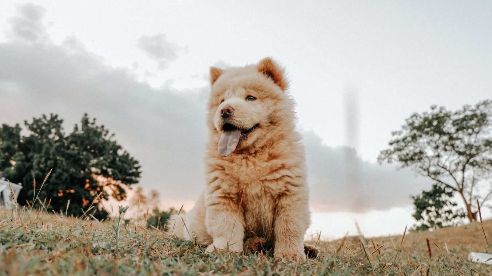 10 Dog Breeds That Are Too Fragile or Fiery for Families With Kids ...