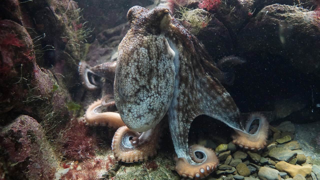 The Octopus That Carries Coconut Shells for Shelter - Animals Around ...