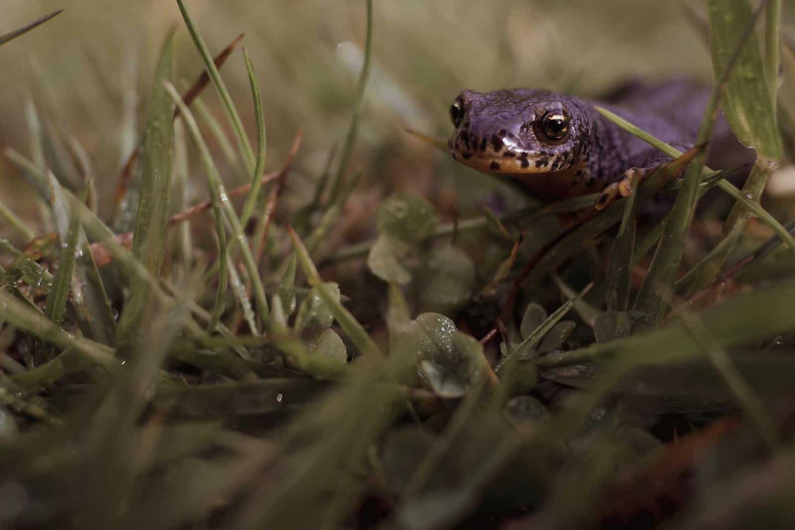 The Tiny Salamander of Kentucky That Can Breathe Through Its Skin