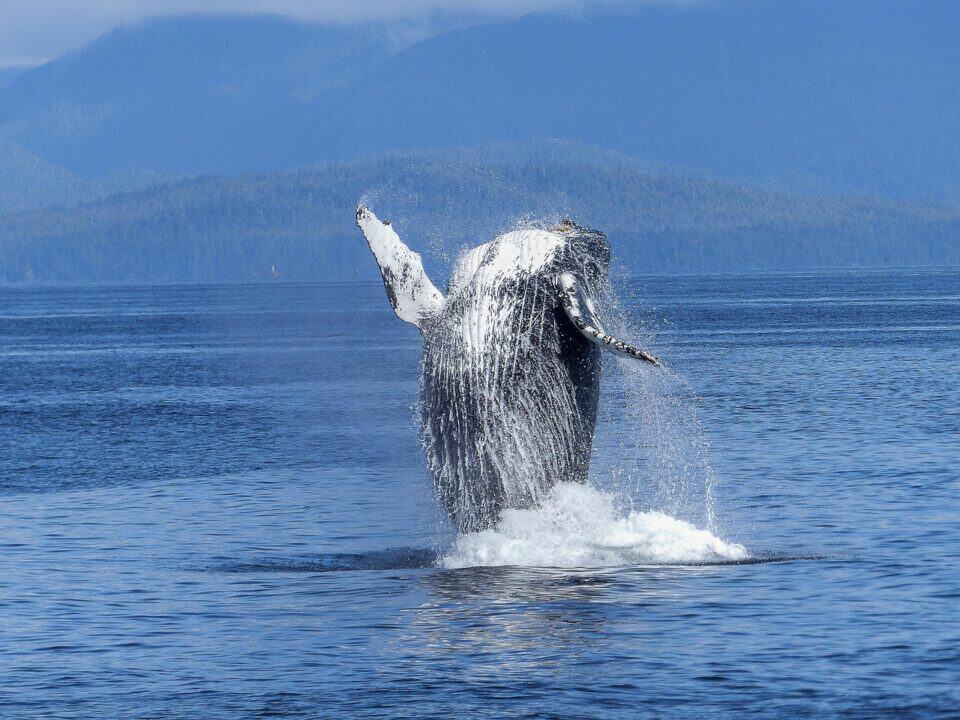 15 Smartest Ocean Animals Ever Documented - Animals Around The Globe