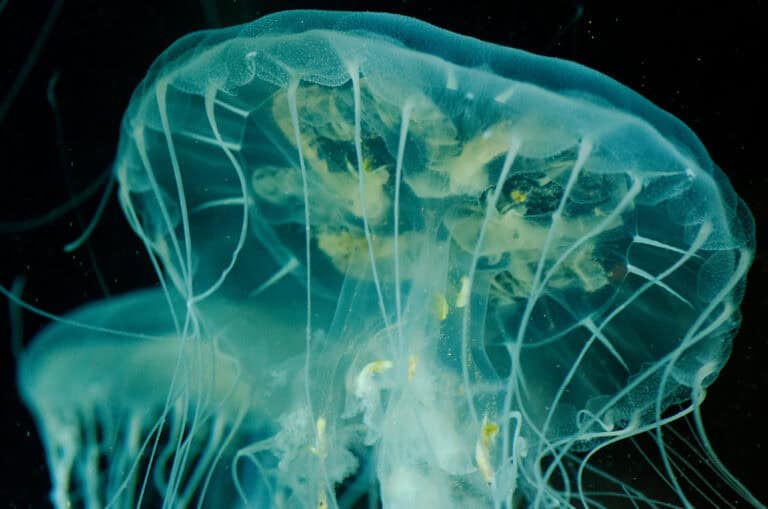 This Jellyfish Can Literally Reverse Its Aging Process