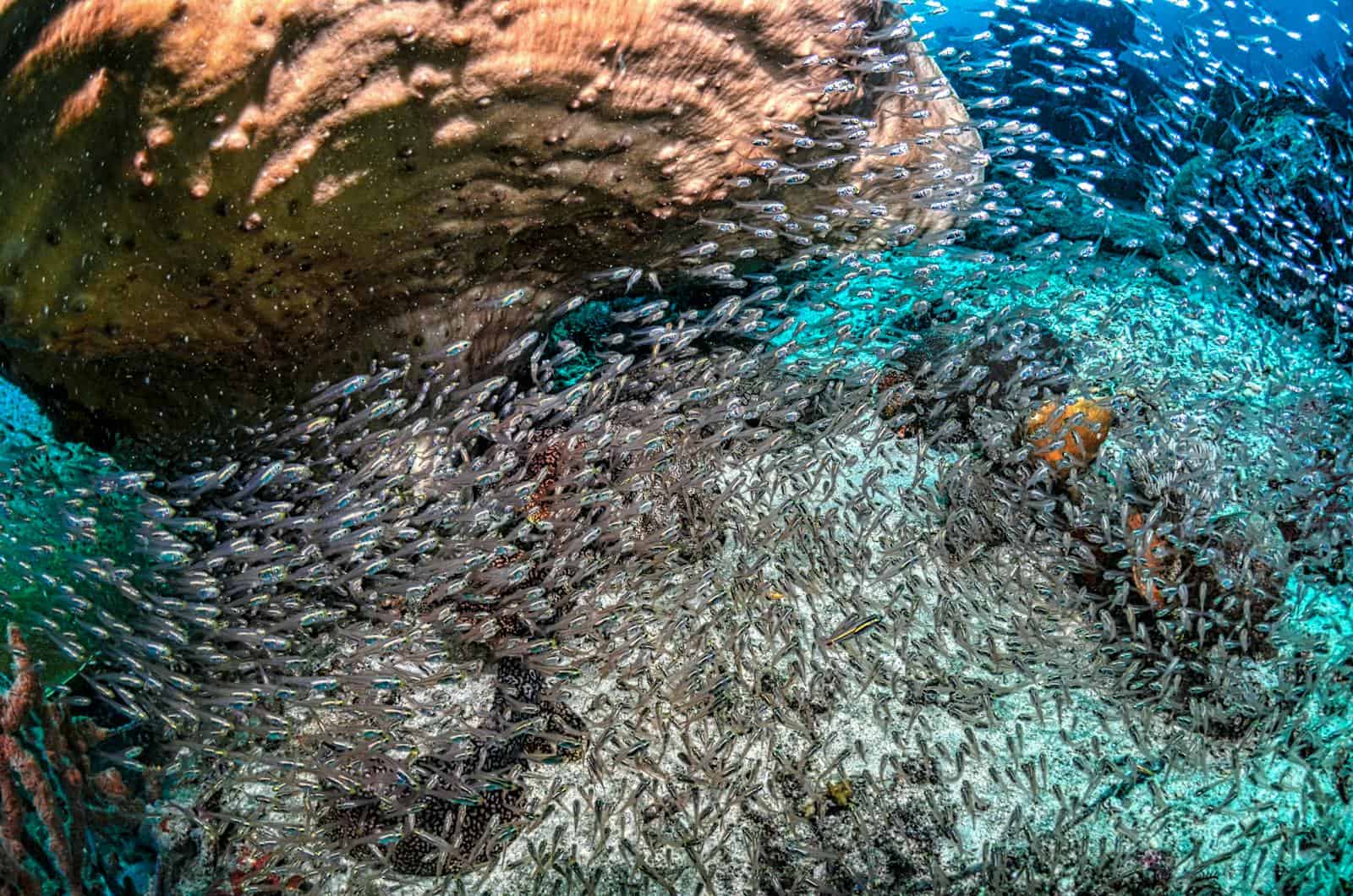 The Deepest Place in the Ocean—And the Strange Life It Holds - Animals ...