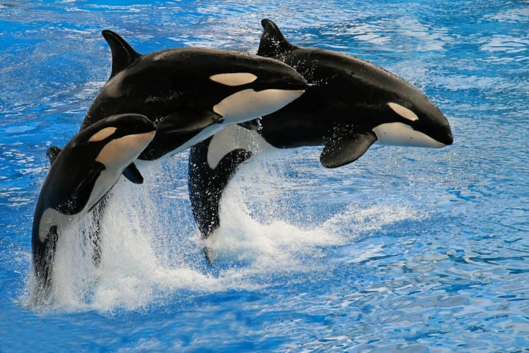 The True Story of Free Willy’s Real-Life Whale, Keiko - Animals Around ...