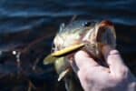 The Most Polluted Lake in the U.S. Just Had a Surprising Comeback ...