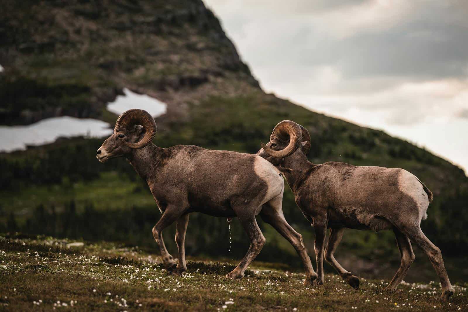 The Most Massive Bighorn Sheep Ever Seen in the Rockies