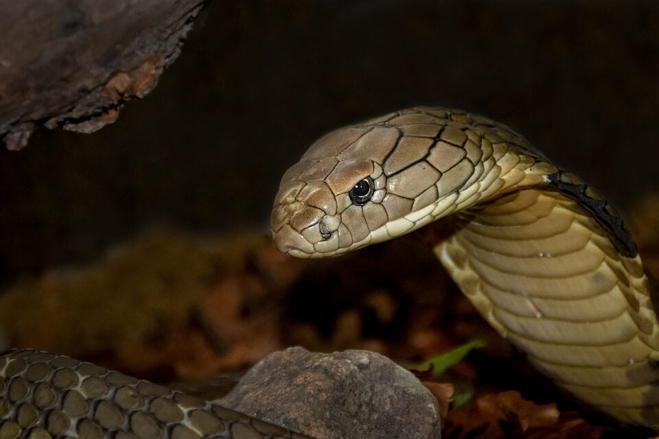 How Snakes See Without Eyelids - Animals Around The Globe