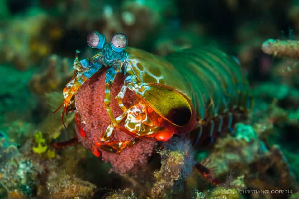 How the Mantis Shrimp Punches Faster Than a Bullet - Animals Around The ...